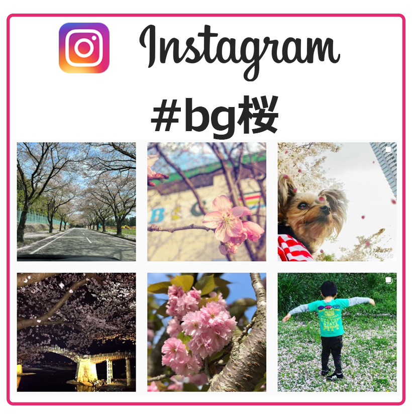 公益財団法人ブルーシー・アンド・グリーンランド財団（B&G財団）